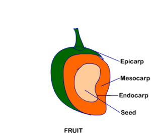 Development Of Embryo In Flowering Plants | Science Vision