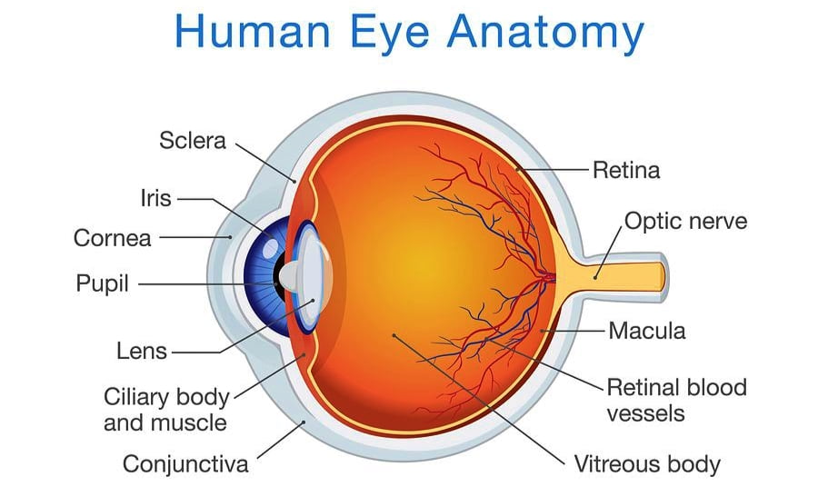 Human Eye And Defects Of Vision | Science Vision